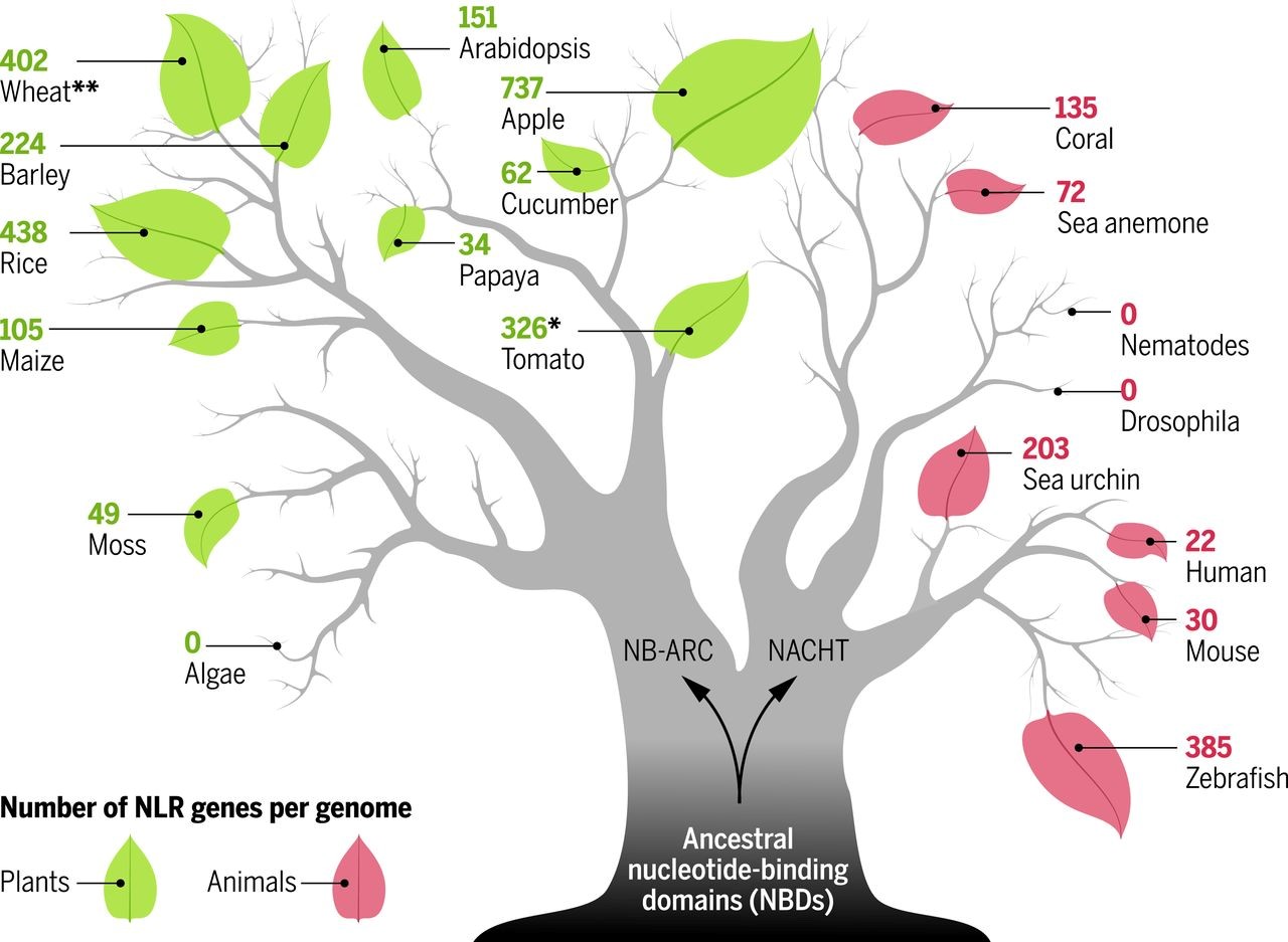 Health Care and Life Science: For Plant and Animal Immune System the ...