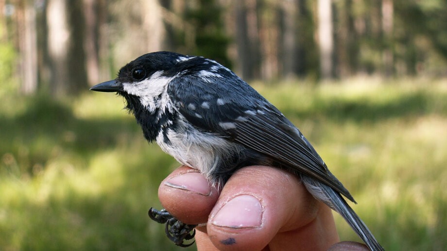 Role of Mitochondria in Bird Flight: